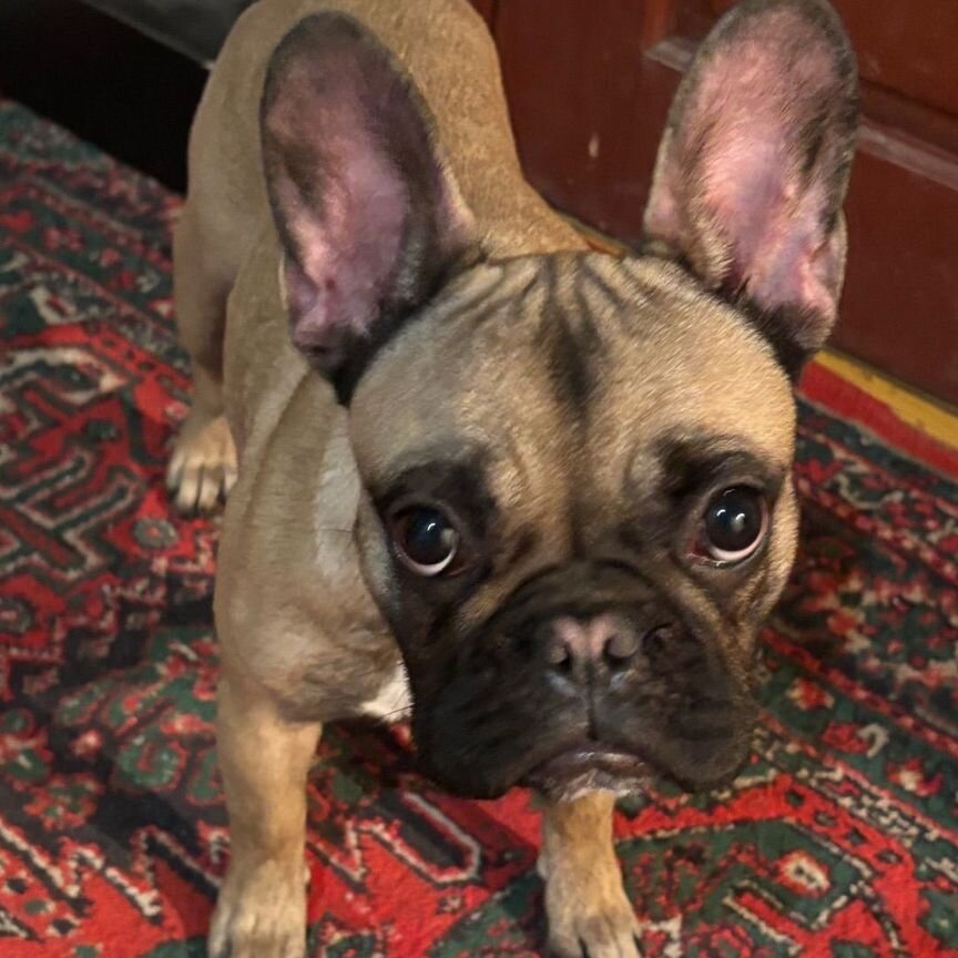 Французский бульдог в добрые руки