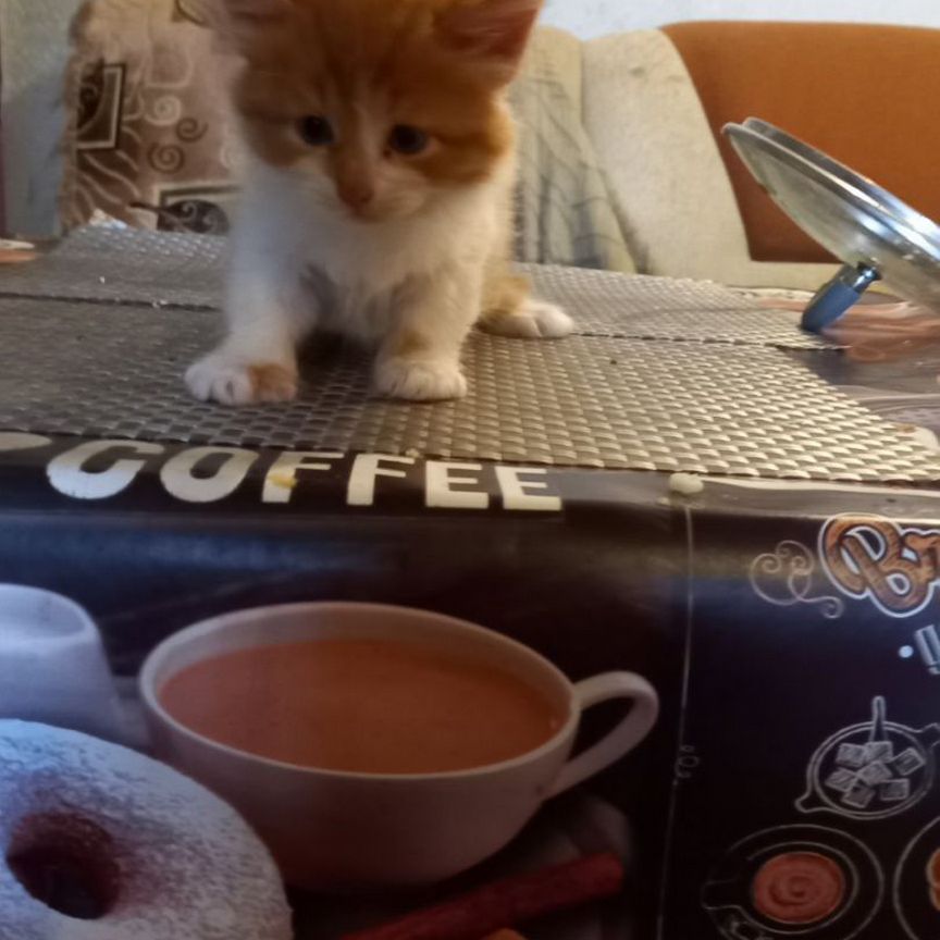 Котята в добрые руки бесплатно