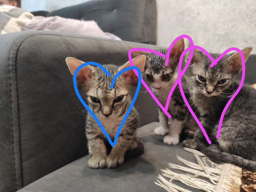 Канадский сфинкс котенок