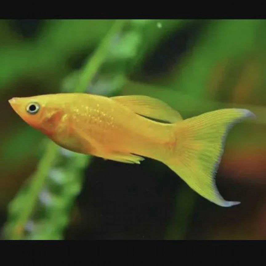 Рыбки молинезии