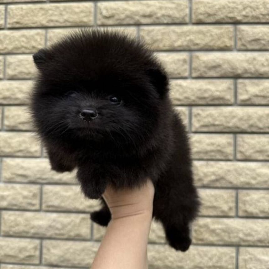 Померанский шпиц