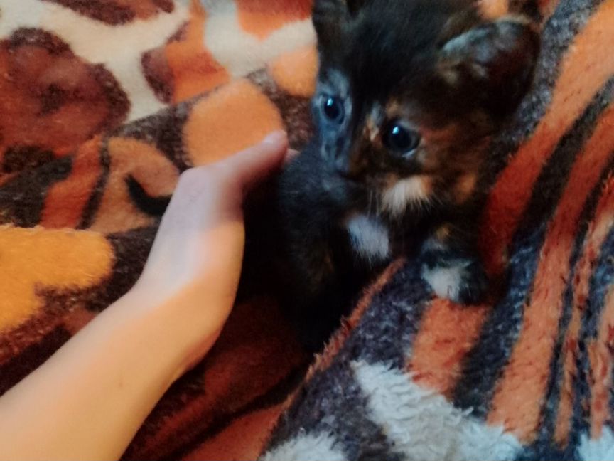 Котята