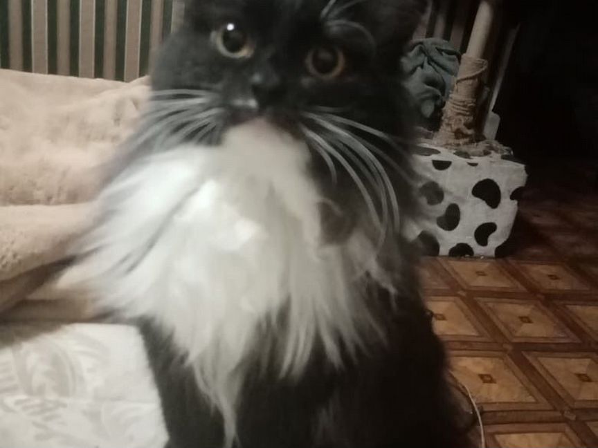 Котята кошки в мороз на улице нужен дом в дар