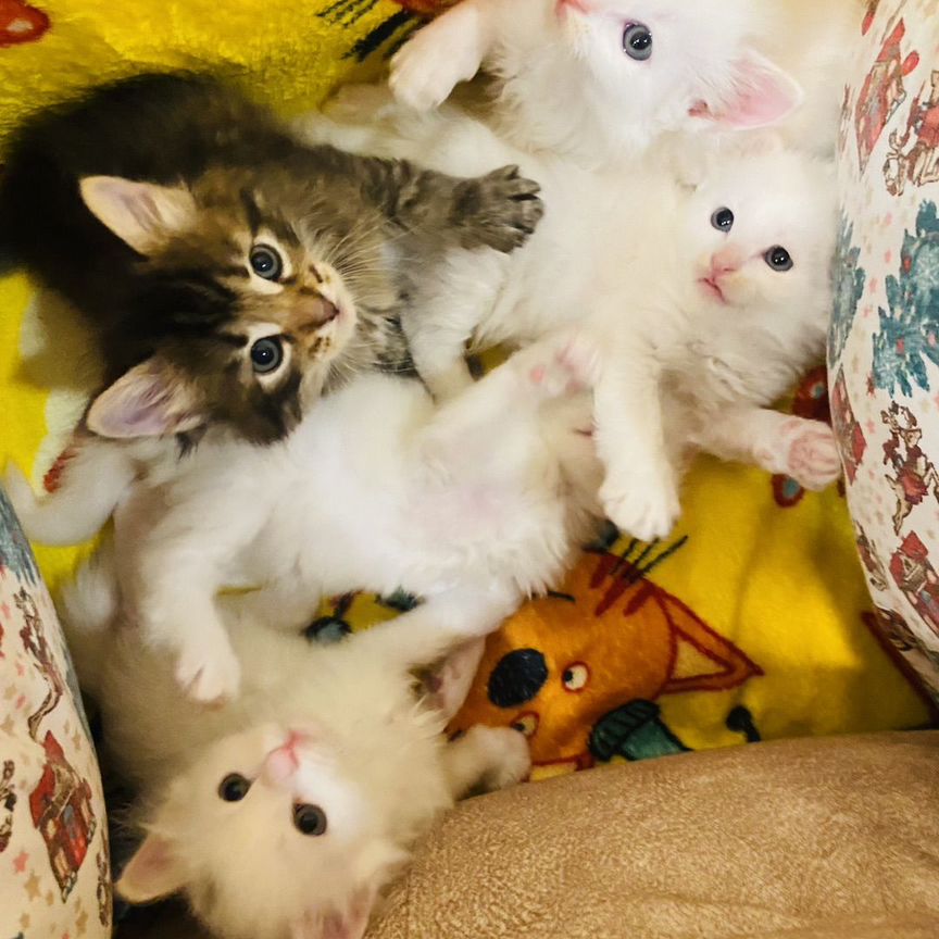 Сибирские красивые котята