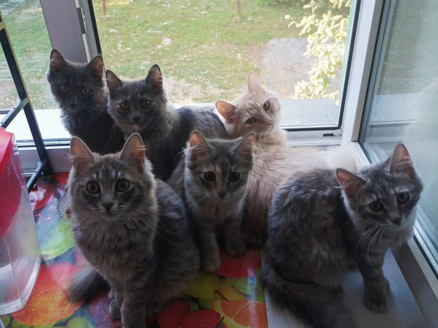 Отдадим в добрые руки котят подростков