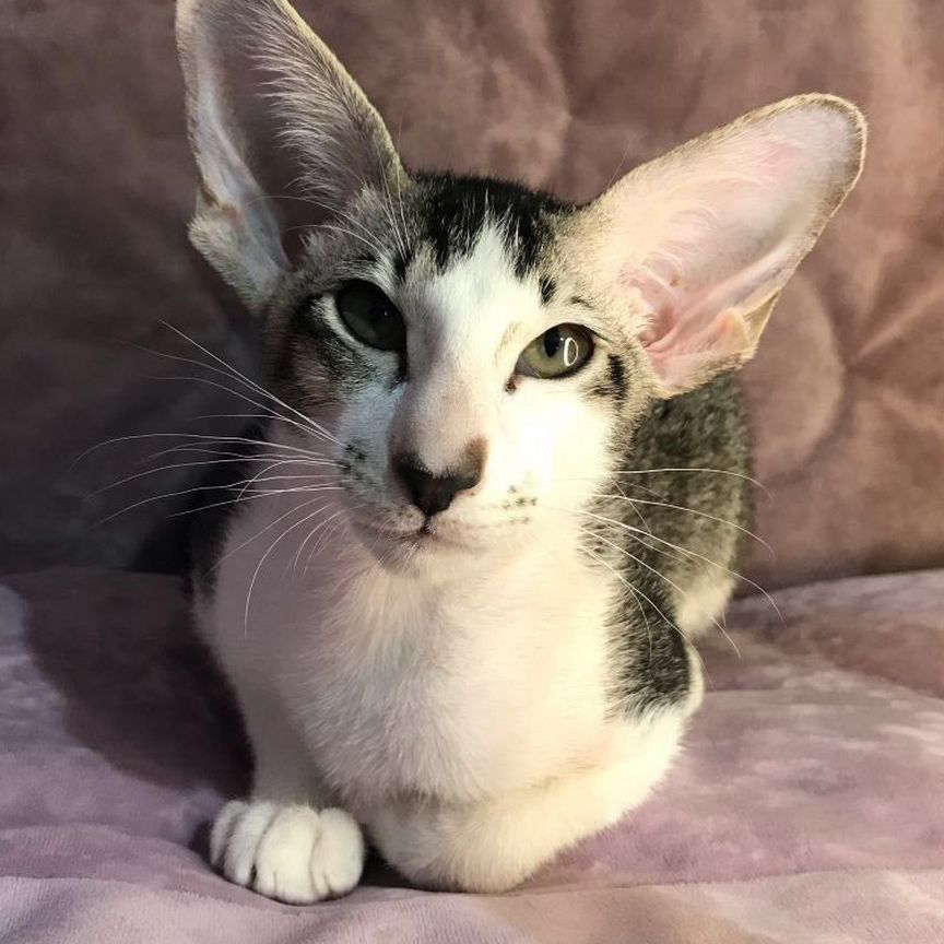 Ориентальный котёнок