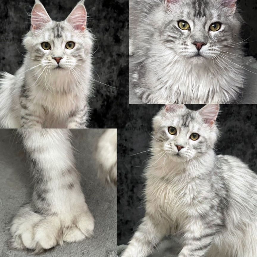 Мейн-кун котёнок