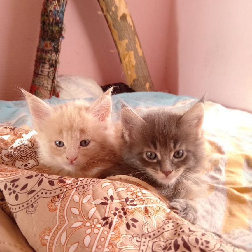 Котята мейн-кунята чистокровные