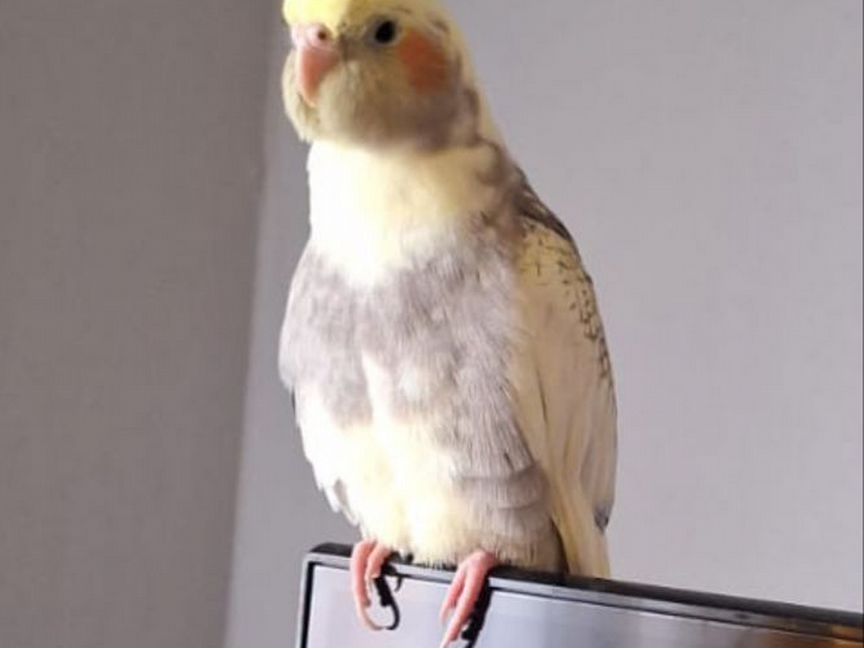 Попугай карелла с клеткой девочка 1 год