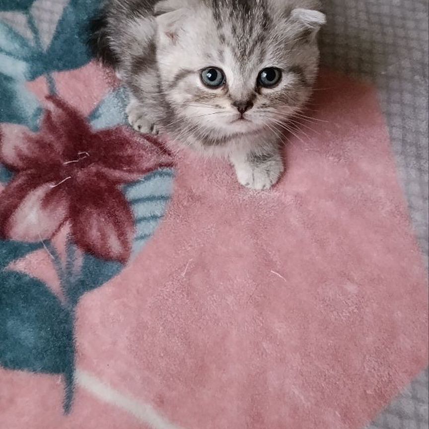 Шотландские вислоухие котята