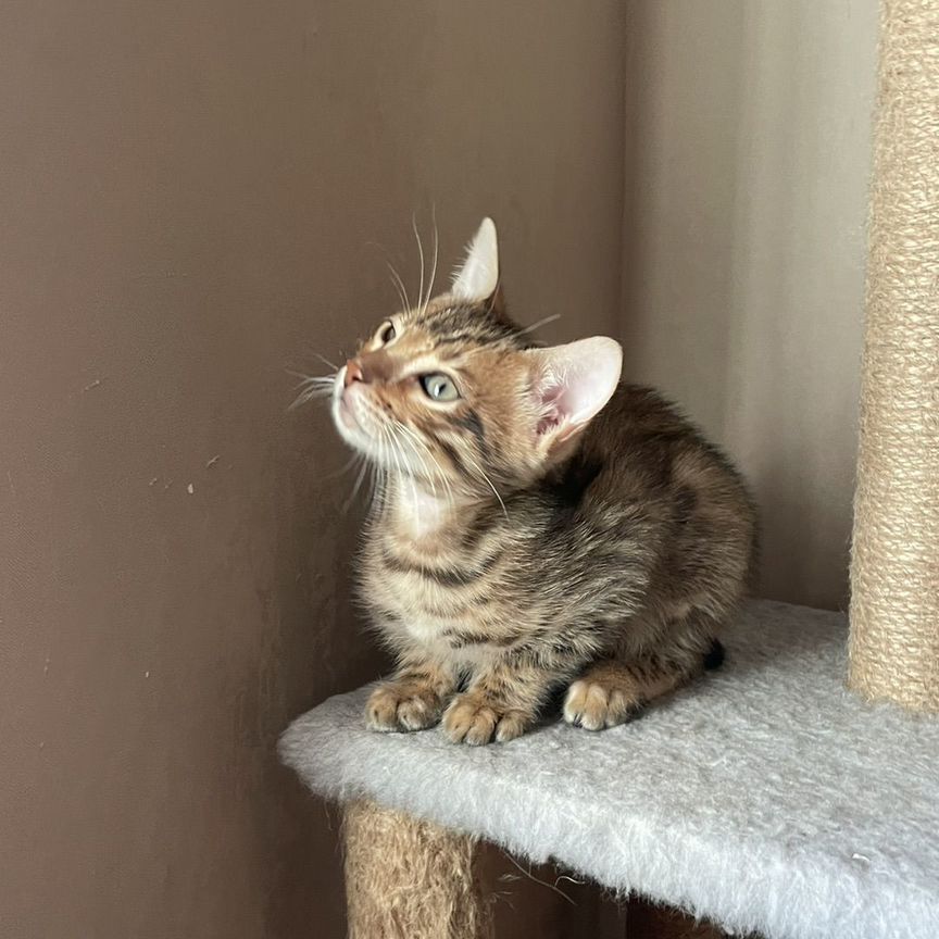 Бенгальские котята