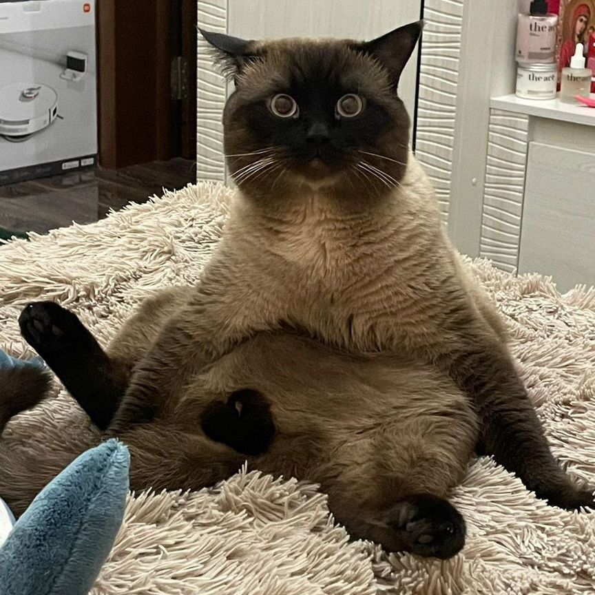 Тайский кот вязка