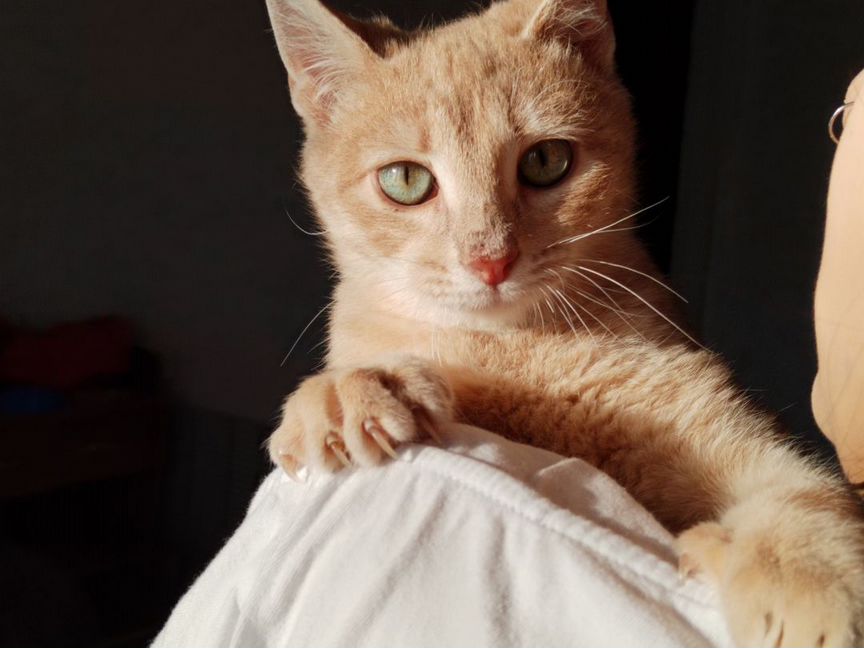 Кот