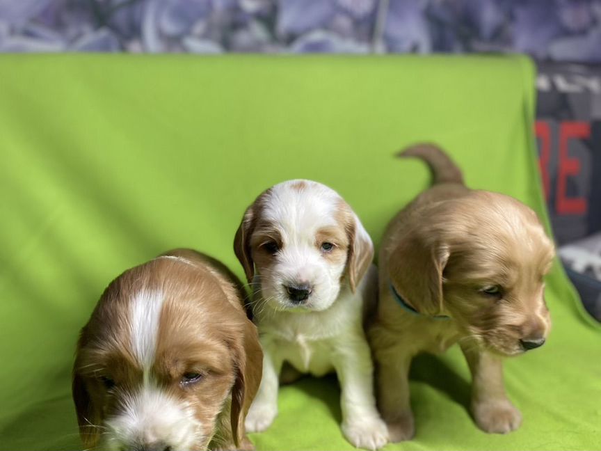 Английский кокер спаниель.щенки