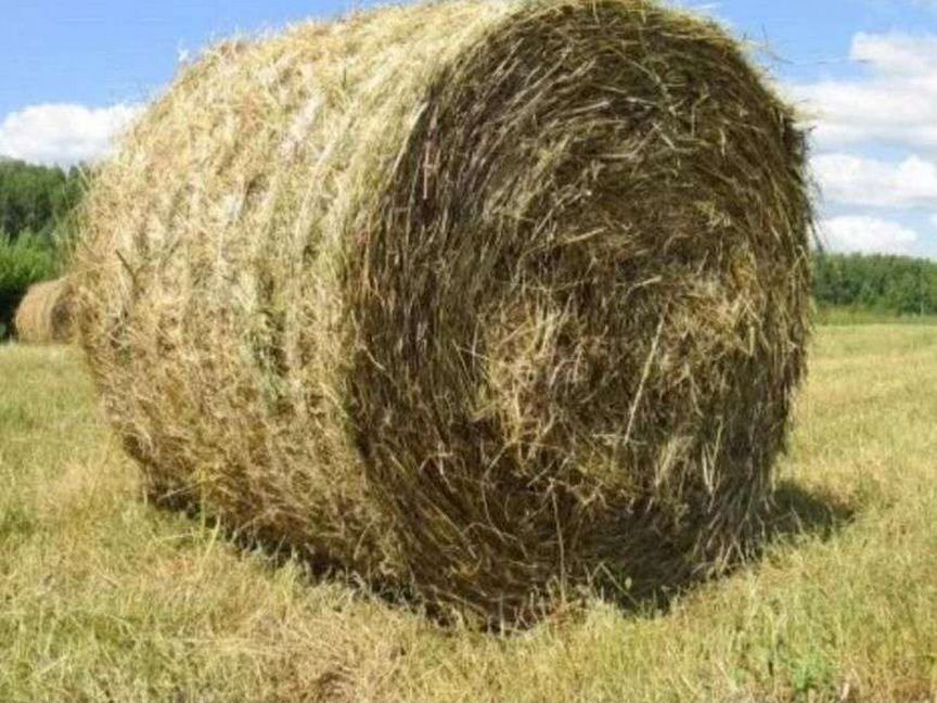 Сено, рожь, пшеница, ячмень