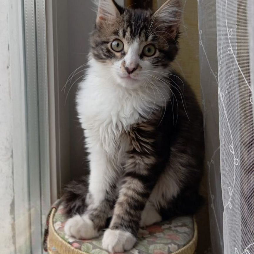 Котёнок в добрые руки