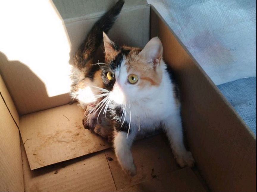 Кошечка с переломом лапы