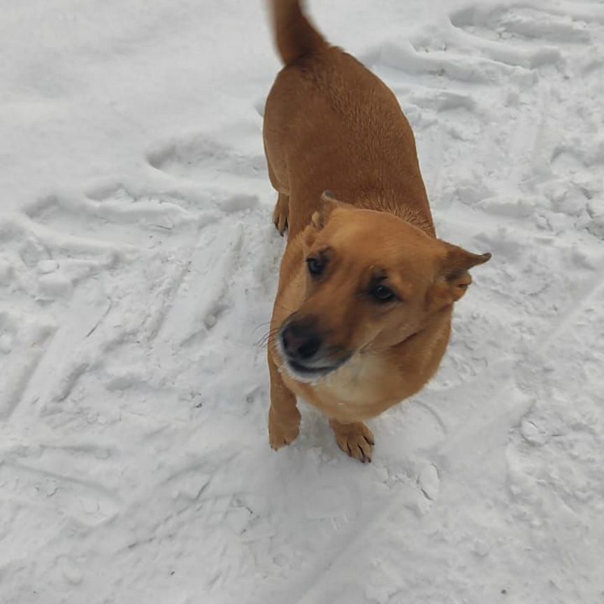 Помогите приютить до 3 февраля