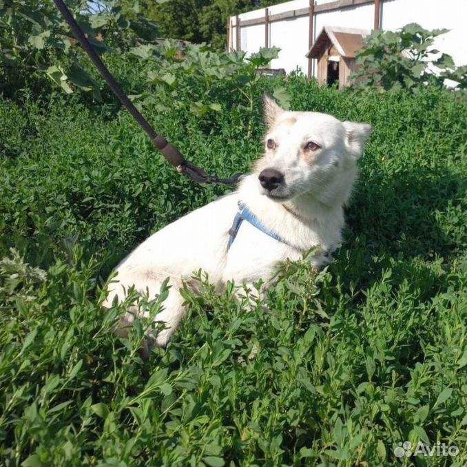 Небольшой собачке Снежке нужна семья
