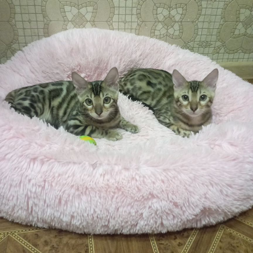 Бенгальские котята