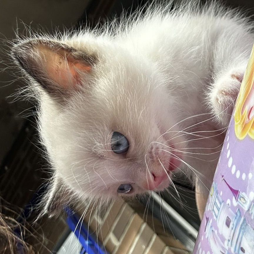 Сиамский котёнок