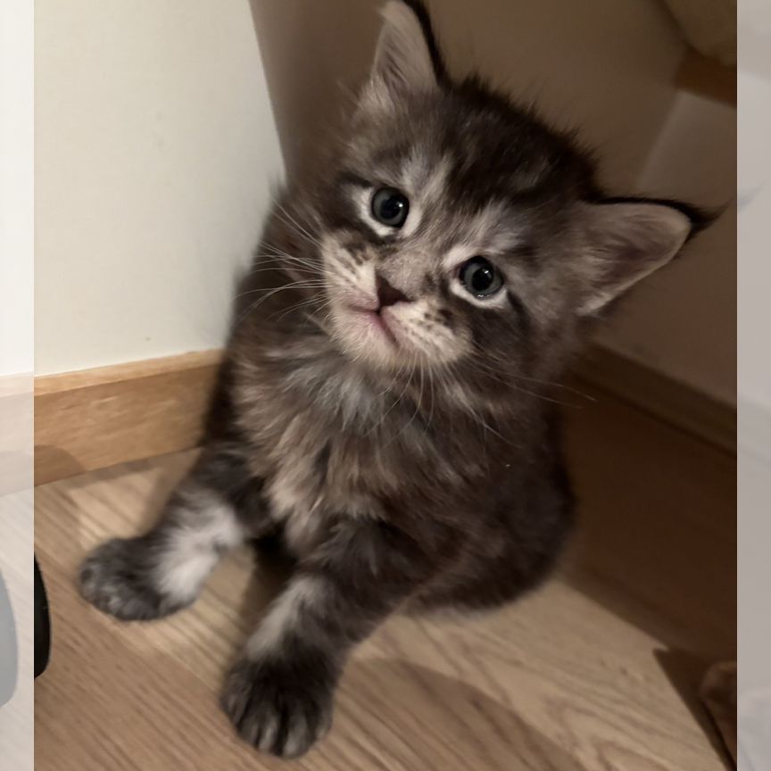 Мейн-кун котёнок