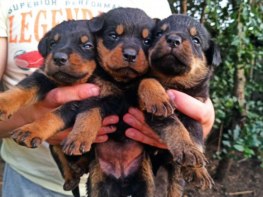 Щенки ротвейлера