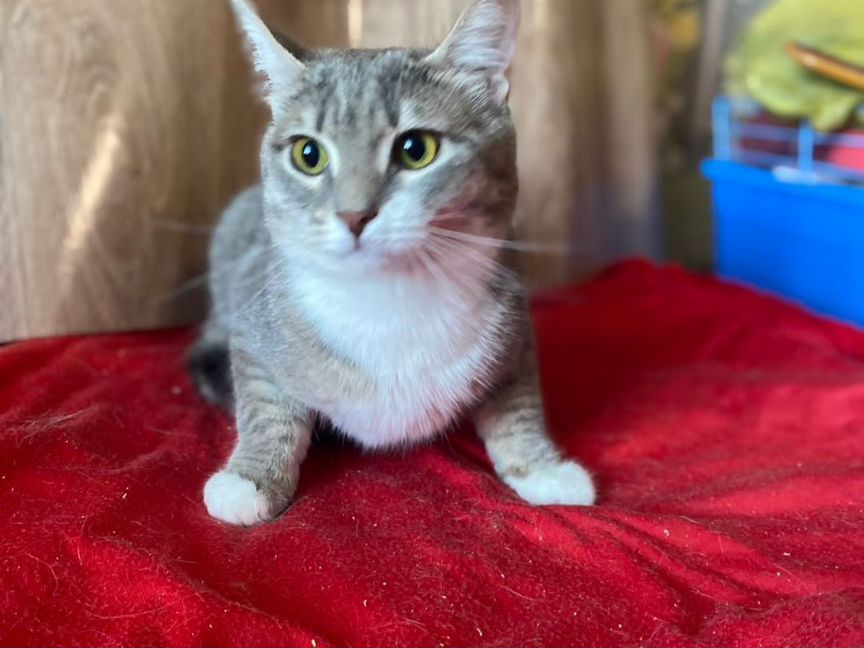 Кошка милашечка