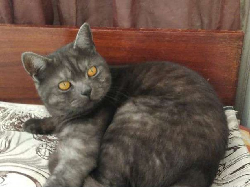 Шикарный кот Каспер., 1,5 года