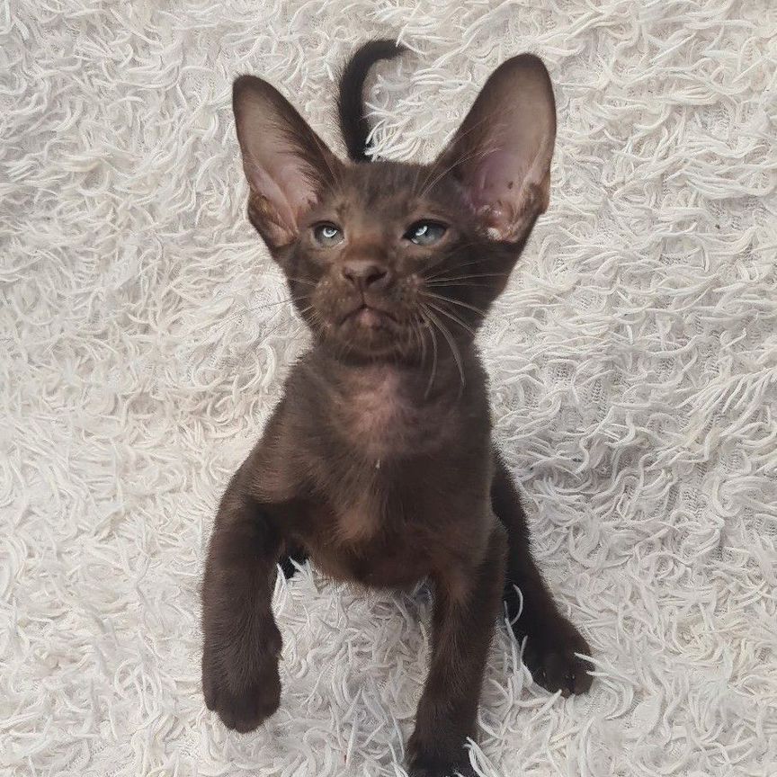 Ориентальные малыши