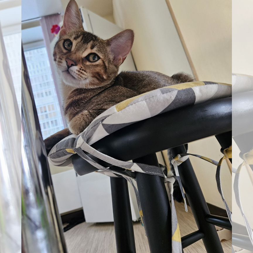 Кошка метиска