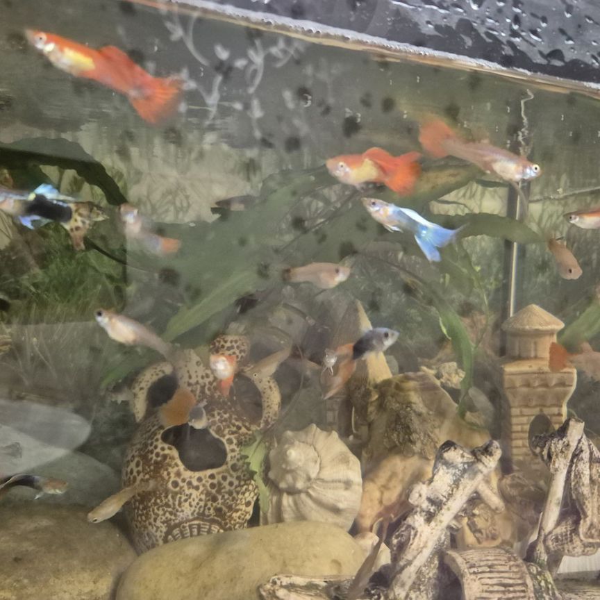 Гуппи ассорти