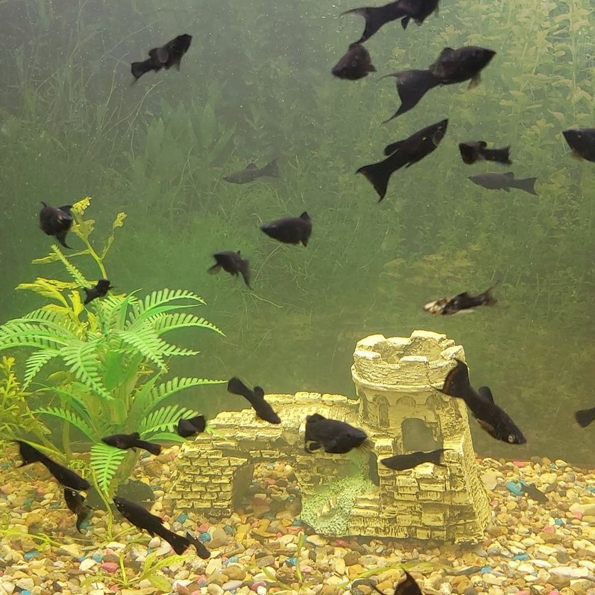 Рыбки молинезия