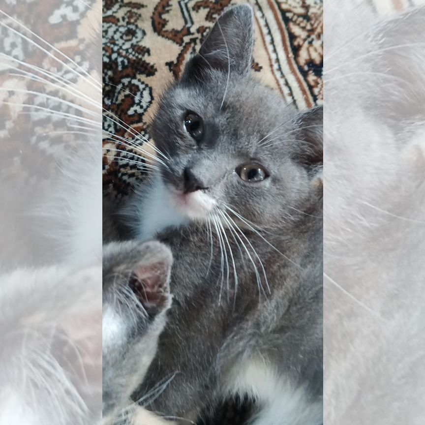 Котята, - 3,5 месяца отдам в хорошие руки
