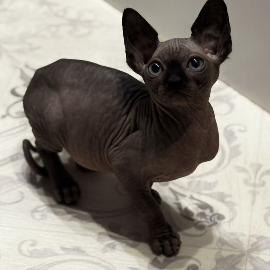 Канадский сфинкс котёнок