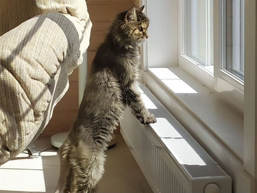 Кошка в добрые руки