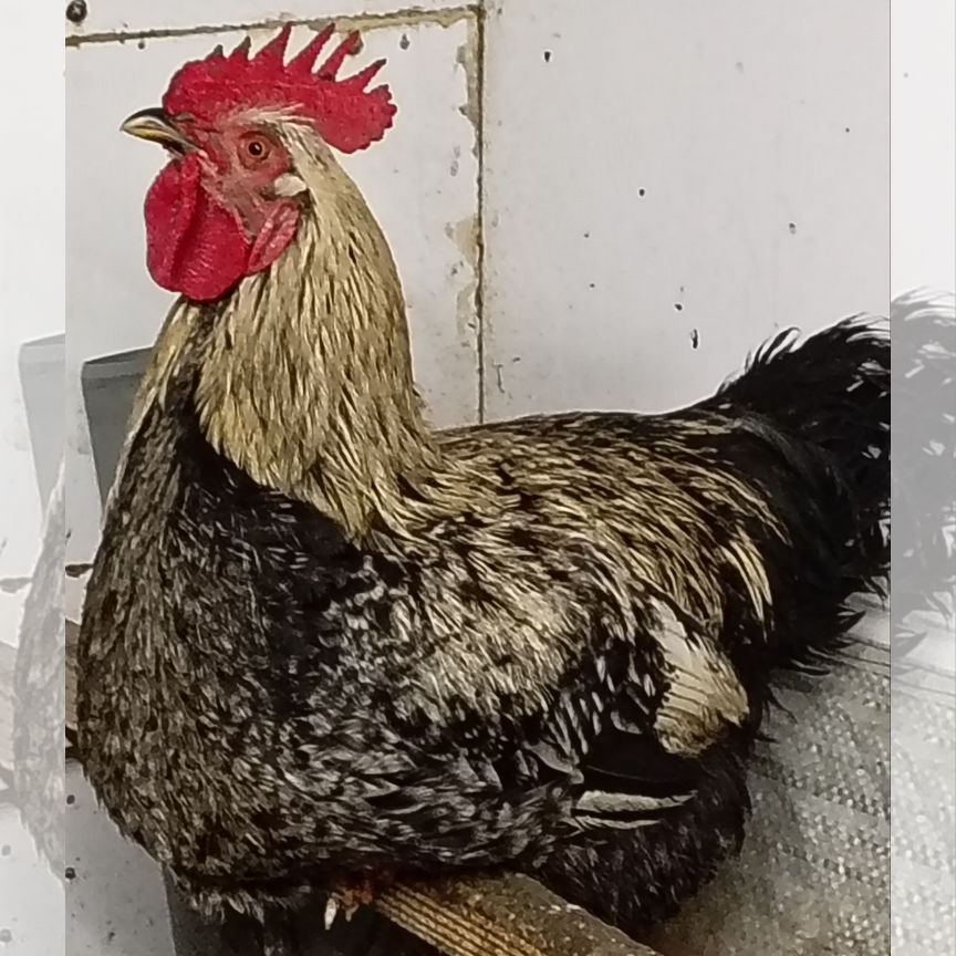 Петух молодой