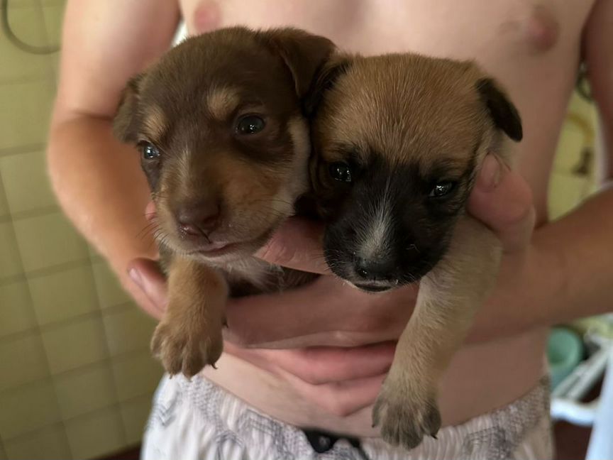 Собака в добрые руки отдам бесплатно