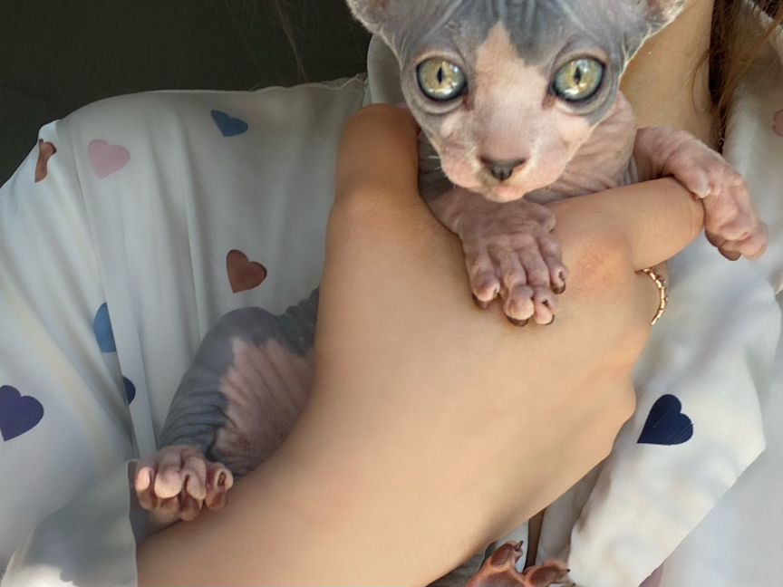 Сфинкс котенок красивая девочка