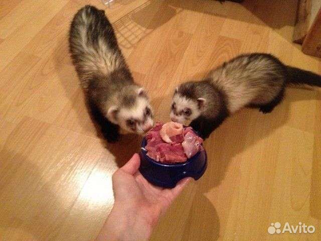 Хорек(вязка)