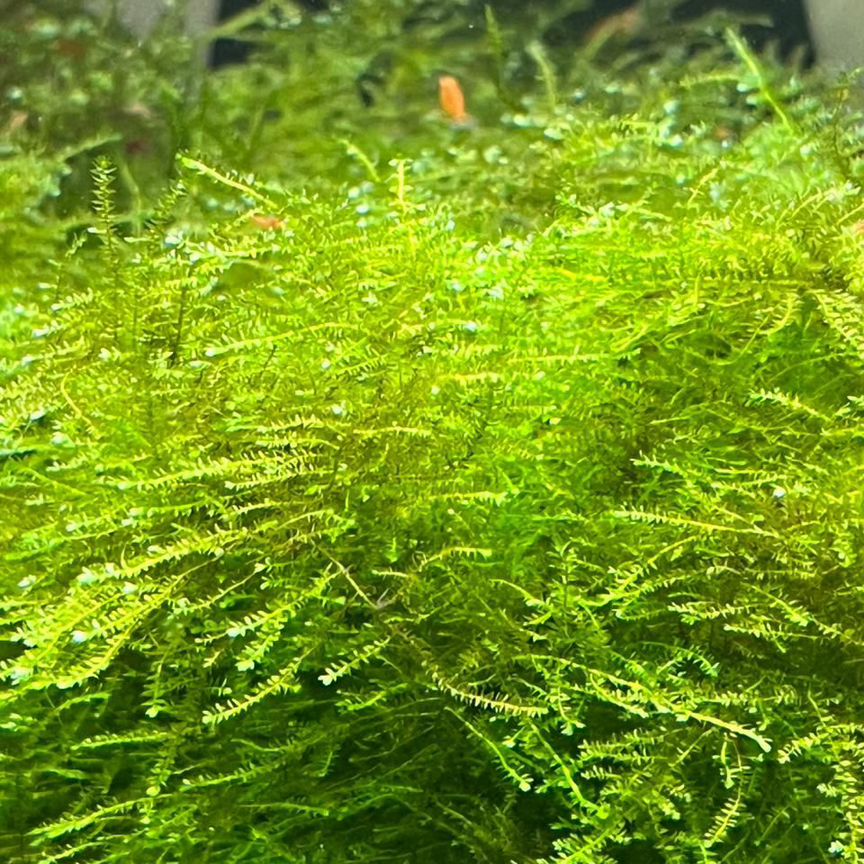 Аквариумные рыбки