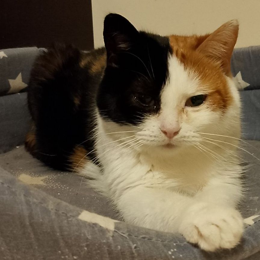 Британская короткошёрстная, взрослая кошка