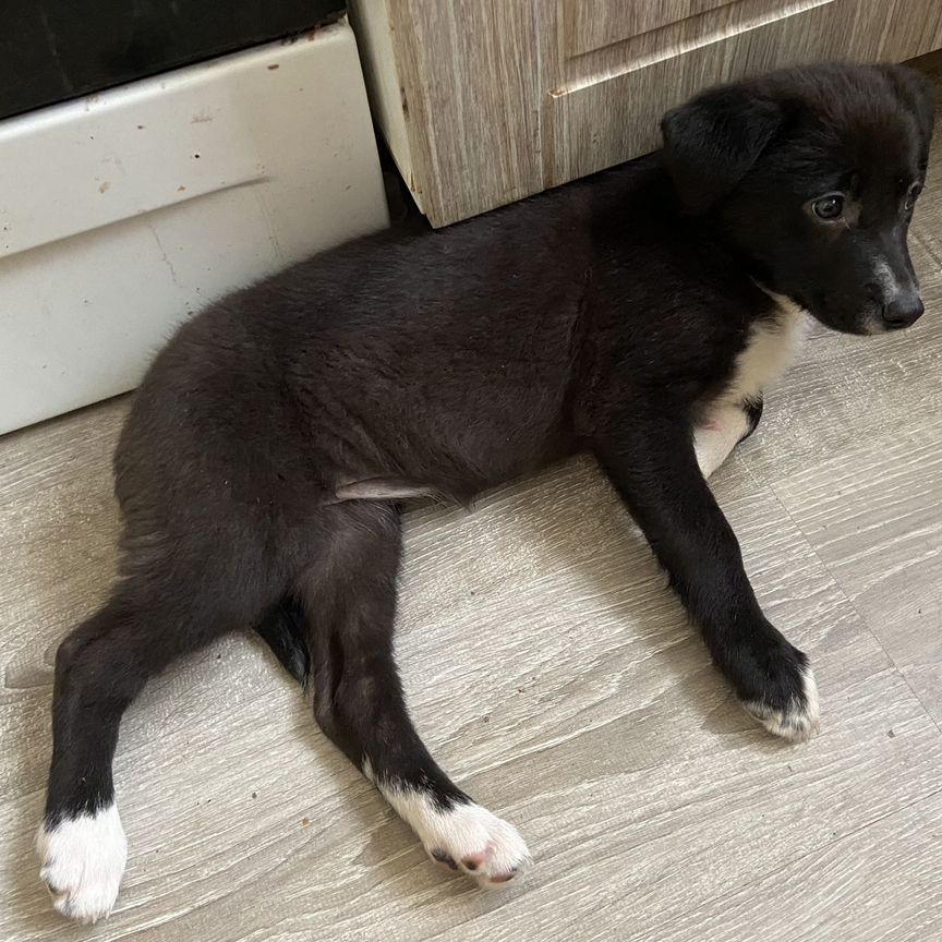 Щенок (сука) 3 месяца