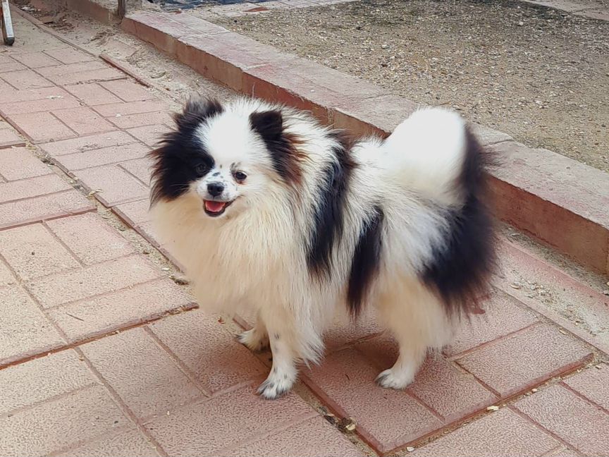 Померанский шпиц девочка panda
