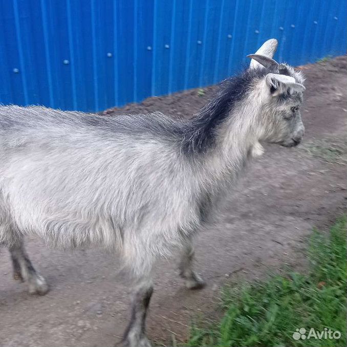 Козел зааненский