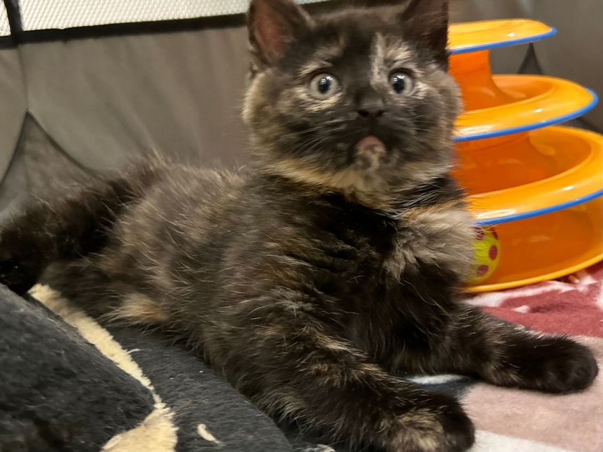 Кошечка черепашечка в поисках своего человека