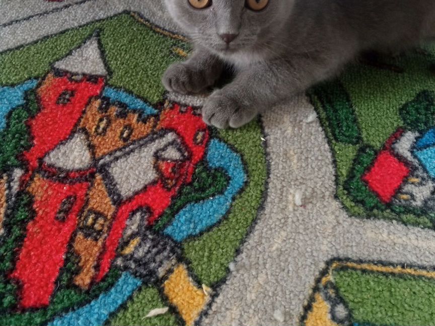 Шотландская вислоухая