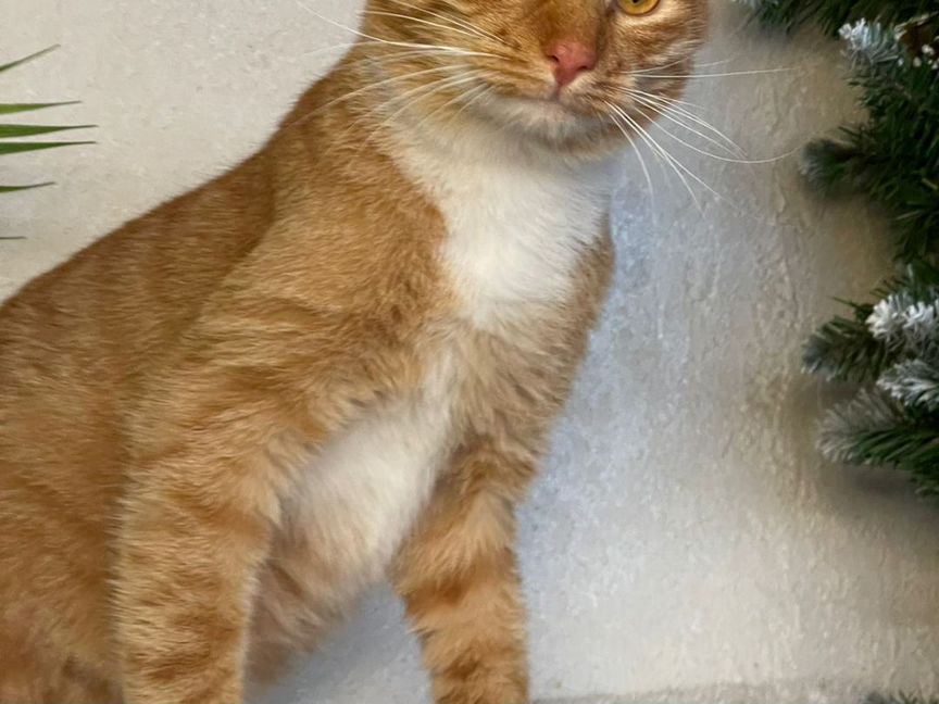 Годовалый котик