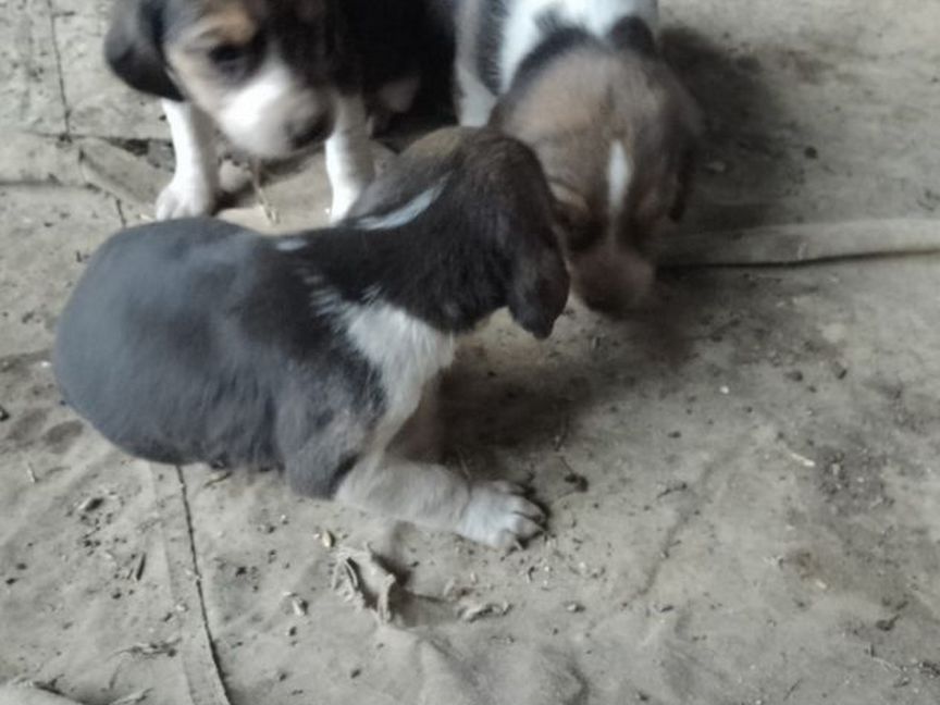 Эстонская гончая щенки