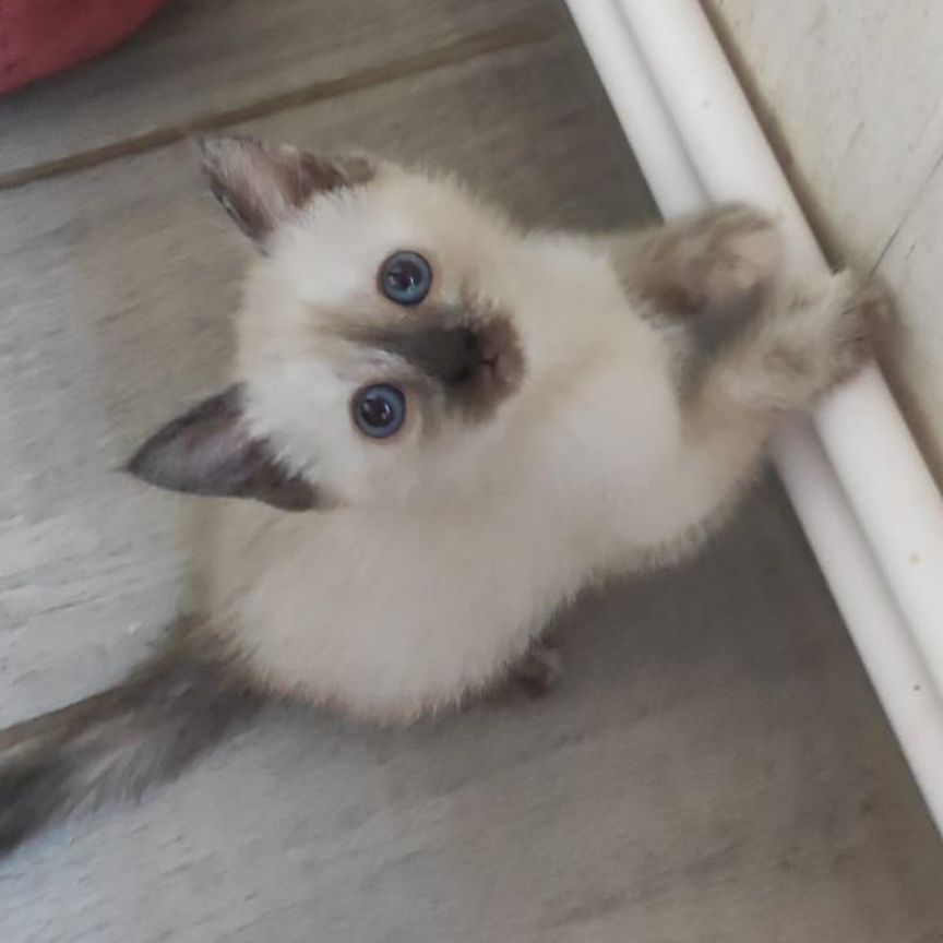Котята девочки
